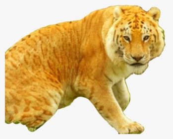 #liger #freetoedit - Tiliger, HD Png Download , Transparent Png Image ...