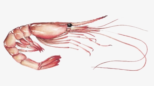 Pandalus Borealis, HD Png Download , Transparent Png Image - PNGitem