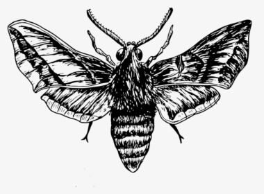 Atlas Moth Drawing, HD Png Download , Transparent Png Image - PNGitem