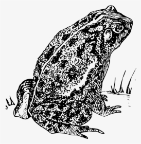 Toad Drawing Black And White - Toad Head Clipart Black And White, HD ...
