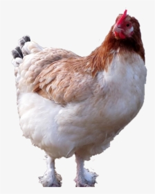 Hen PNG Images, Transparent Hen Image Download - PNGitem