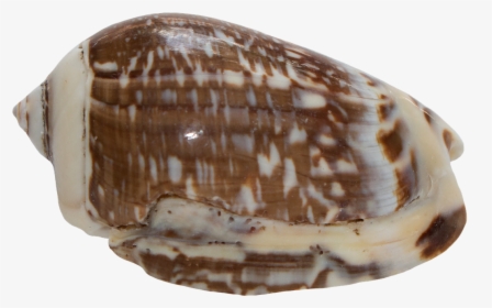 Shell PNG Images, Transparent Shell Image Download , Page 2 - PNGitem
