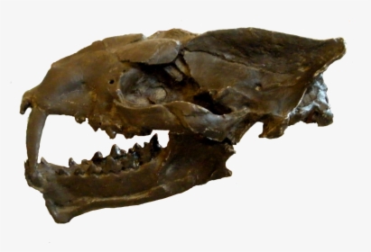 Machaeroides Eothen - Machaeroides Skull, HD Png Download , Transparent ...