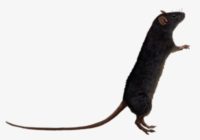 Congratulations! The PNG Image Has Been Downloaded (Transparent Cartoon ...
