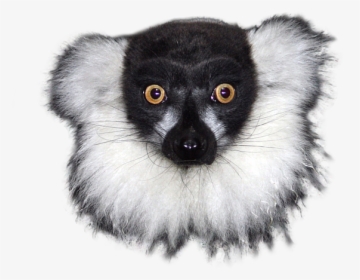 Lemur PNG Images, Transparent Lemur Image Download - PNGitem