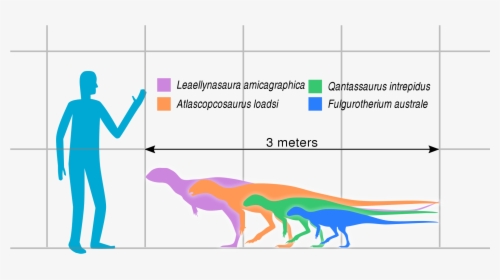 Qantassaurus Size, HD Png Download , Transparent Png Image - PNGitem