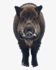 Boar PNG Images, Transparent Boar Image Download - PNGitem