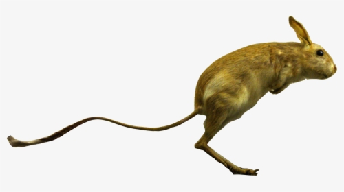 File - Allactaga-detail - Allactaga, HD Png Download , Transparent Png ...