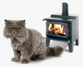 Persijska Macka, HD Png Download , Transparent Png Image - PNGitem