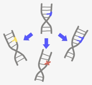 Transparent Dna Png Transparent - Mutation Png, Png Download ...