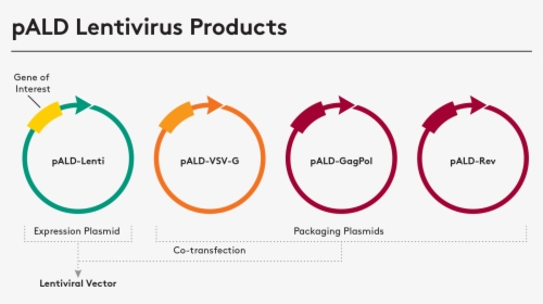 Lentiviral Vector, HD Png Download , Transparent Png Image - PNGitem