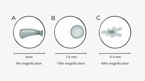 Vacuole Png, Transparent Png , Transparent Png Image - PNGitem