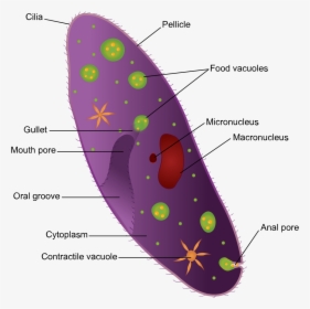 Phylum Ciliophora Ciliates, HD Png Download , Transparent Png Image ...