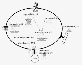 Vacuole Png, Transparent Png , Transparent Png Image - PNGitem
