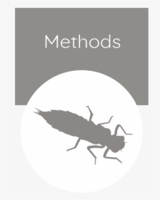 Methods - Weevil, HD Png Download , Transparent Png Image - PNGitem