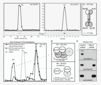 Vector Pathogen Human Cell - Diagram, HD Png Download , Transparent Png ...