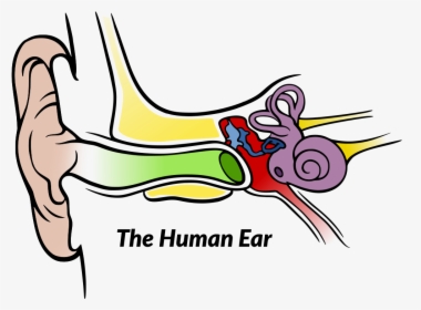 Human Ear PNG Images, Transparent Human Ear Image Download - PNGitem