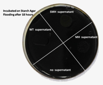 697px-starch2 - Circle, HD Png Download , Transparent Png Image - PNGitem
