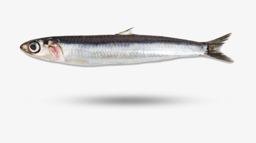 Anchovy - Anchovies Png, Transparent Png , Transparent Png Image - PNGitem
