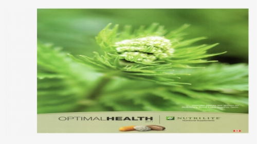 Angelica, HD Png Download , Transparent Png Image - PNGitem