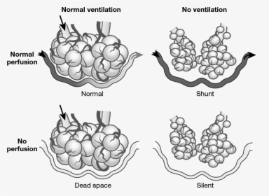 Dead Bush Png, Transparent Png , Transparent Png Image - PNGitem