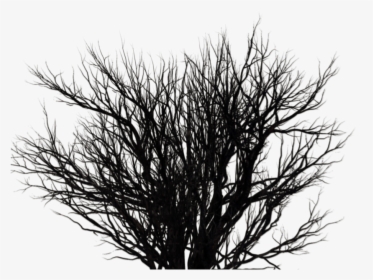 Bushes PNG Images, Transparent Bushes Image Download , Page 8 - PNGitem