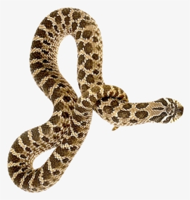 Snake PNG Images, Transparent Snake Image Download , Page 8 - PNGitem