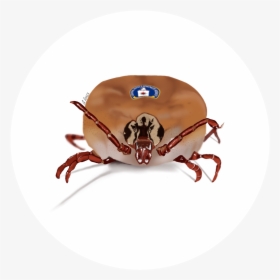 Tick Png PNG Images, Transparent Tick Png Image Download , Page 4 - PNGitem