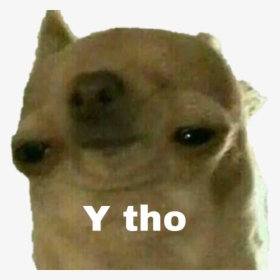 #meme #doggo #ytho - Cowfish, HD Png Download , Transparent Png Image ...