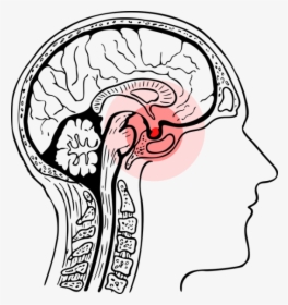 Human Brain PNG Images, Transparent Human Brain Image Download , Page 2 ...