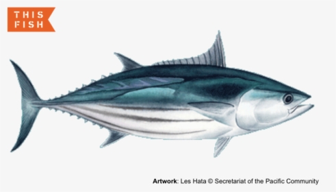 Aku Tuna & Salmon Recipe, HD Png Download , Transparent Png Image - PNGitem