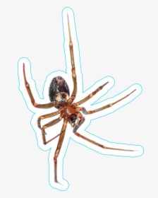 Spider PNG Images, Transparent Spider Image Download , Page 14 - PNGitem