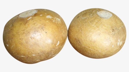 Jicama - Jicama Png Transparent, Png Download , Transparent Png Image ...