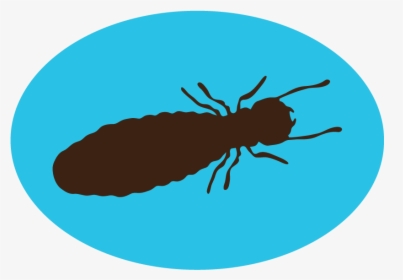 Springtail, HD Png Download , Transparent Png Image - PNGitem