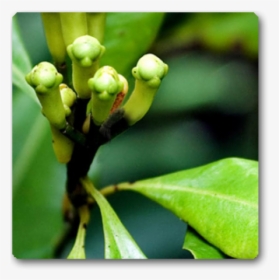 Cloves Plant, HD Png Download , Transparent Png Image - PNGitem
