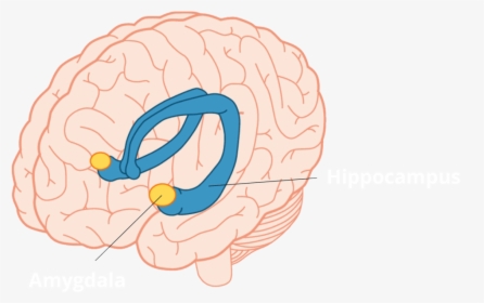 Amygdala And Hippocampus, HD Png Download , Transparent Png Image - PNGitem