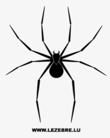 Spiders PNG Images, Transparent Spiders Image Download , Page 8 - PNGitem
