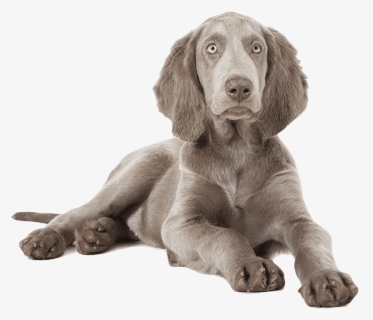 Weimaraner PNG Images, Transparent Weimaraner Image Download - PNGitem