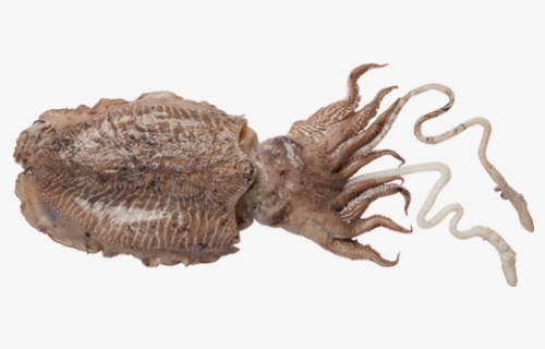 Squid PNG Images, Transparent Squid Image Download , Page 2 - PNGitem