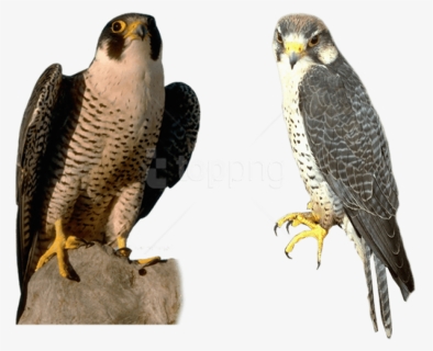 Free Png Download Falcon Png Images Background Png - Peregrine Falcon ...