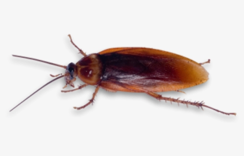 Cockroach PNG Images, Transparent Cockroach Image Download - PNGitem