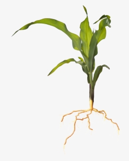 Soil PNG Images, Transparent Soil Image Download , Page 3 - PNGitem