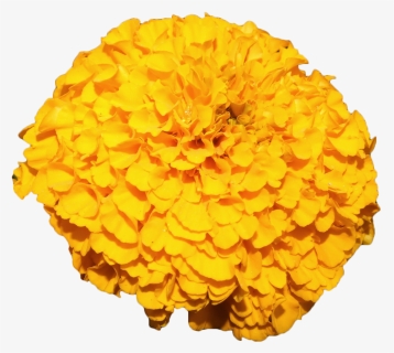 Mexican Marigold Flower Calendula Officinalis Dahlia - Marigold Png ...