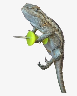 Transparent Push Pin Vector, HD Png Download , Transparent Png Image ...