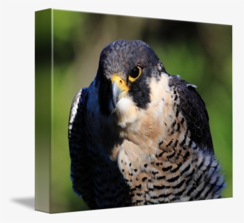 Falcon Png - Peregrine Falcon Png, Transparent Png , Transparent Png ...