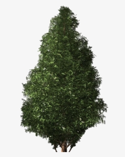 Cedar Trees PNG Images, Transparent Cedar Trees Image Download - PNGitem