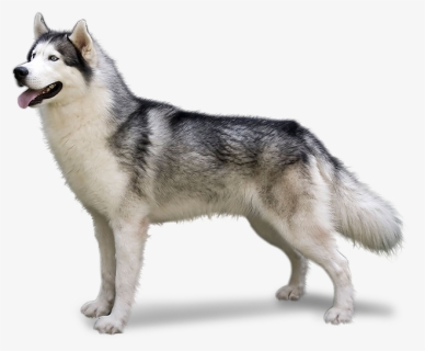 Siberian Husky Vector Png, Transparent Png , Transparent Png Image ...