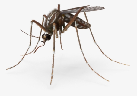 Mosquito PNG Images, Transparent Mosquito Image Download - PNGitem