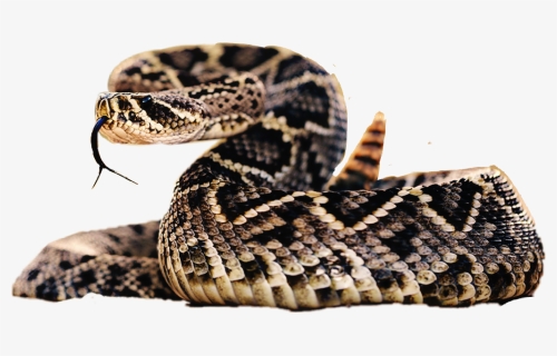 Western Diamondback Rattlesnake Eastern Diamondback - Rattlesnake Png ...
