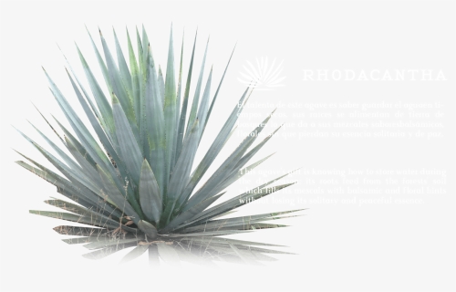 Agave Azul Png, Transparent Png , Transparent Png Image - PNGitem
